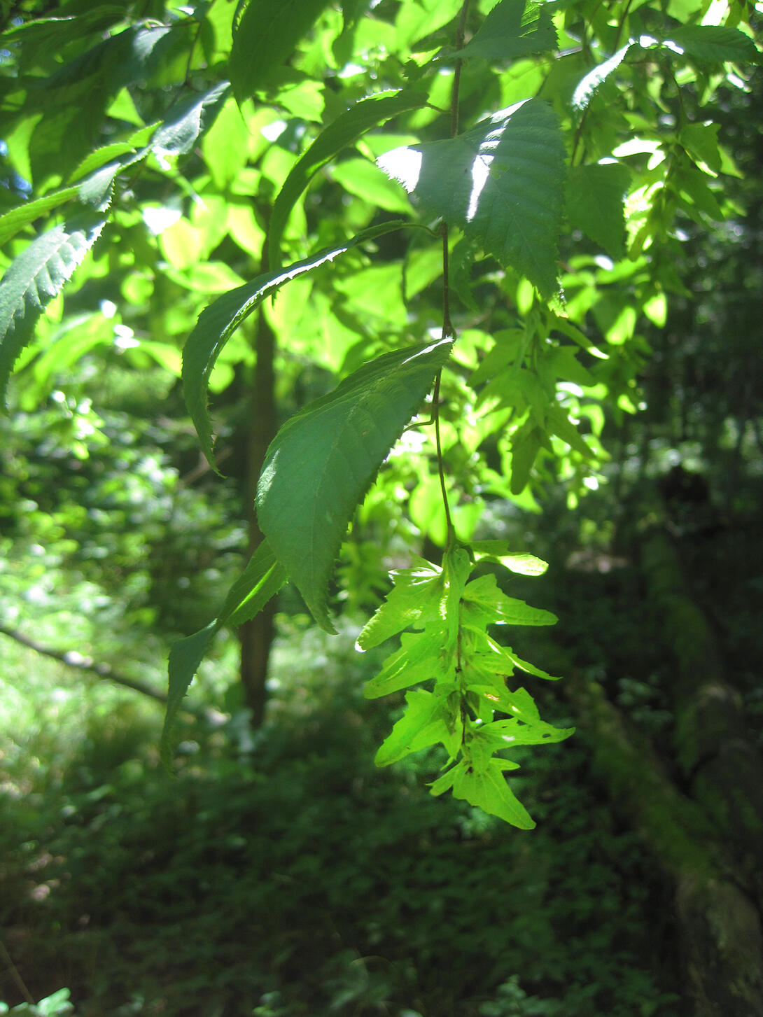 American Hornbeam | CMP Tree Selection Tool